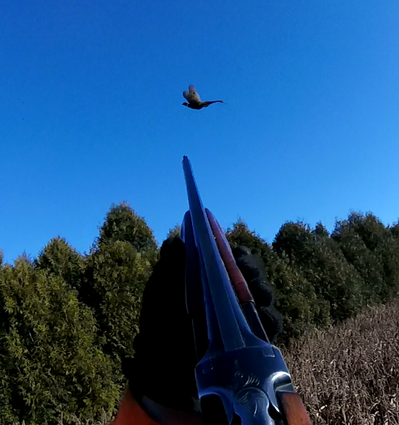 A Day Afield for Pheasants at the PQ Ranch in Indiana